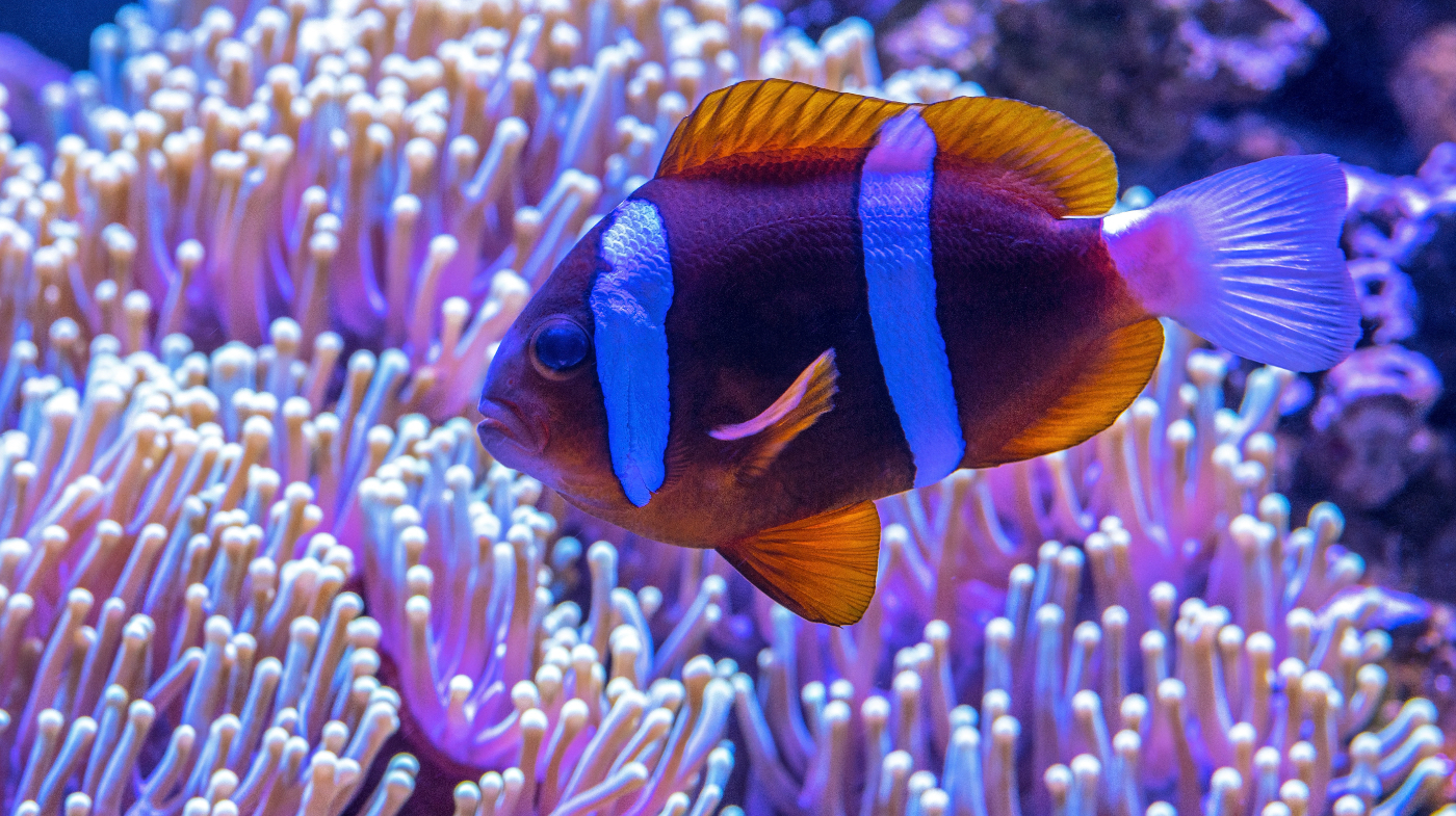 Universum - above travel